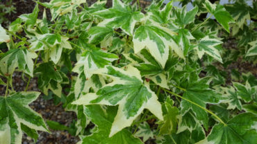 50 Plants With Variegated Foliage | Horticulture.co.uk