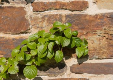 Climbing Hydrangea Care & Growing Tips | Horticulture.co.uk