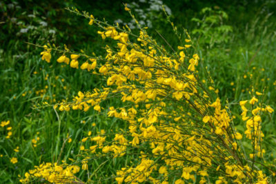 15 Low Growing Shrubs | Horticulture Magazine