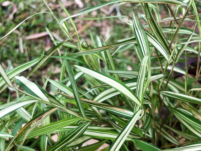 12 Bamboo Varieties To Grow In The UK | Horticulture