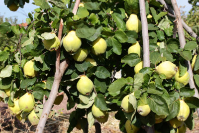 How To Grow A Quince Fruit Tree | Horticulture Magazine