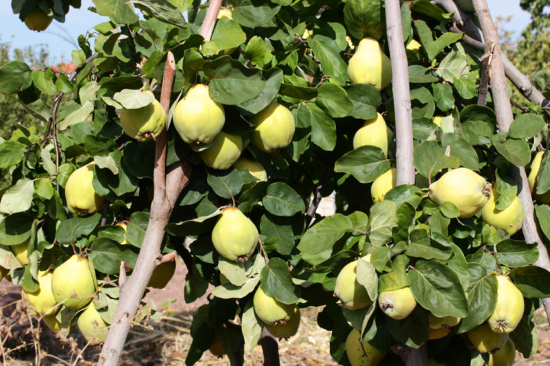 How To Grow A Quince Fruit Tree | Horticulture Magazine