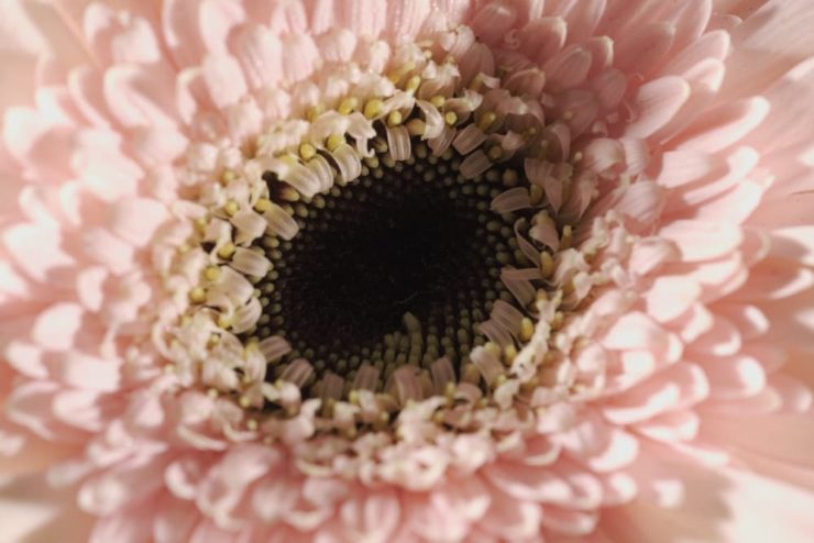 Gerbera Daisy Care & Growing Tips | Horticulture.co.uk