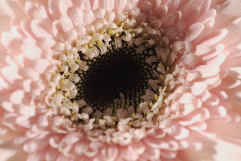 Gerbera Daisy Care & Growing Tips | Horticulture.co.uk