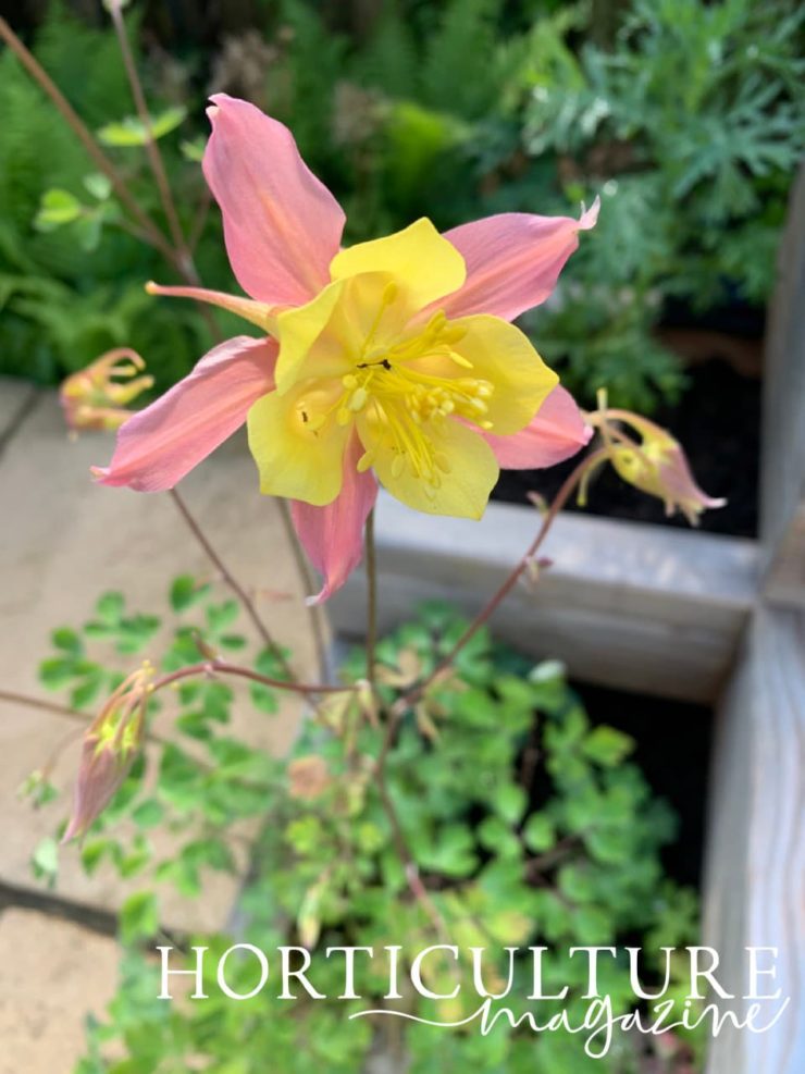 Growing Aquilegia Makes An Excellent Seeding Plant In A Shady Garden ...