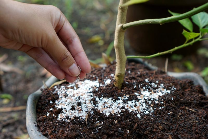 9 Ways To Use Eggshells In The Garden | Horticulture.co.uk