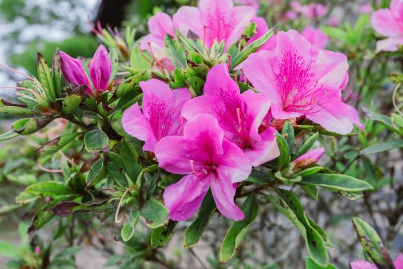 Azalea Japonica - How To Grow This Compact Shrub (Plus Some Interesting ...