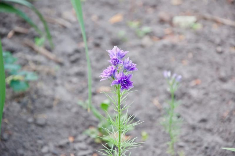 How To Grow Delphiniums | Horticulture Magazine