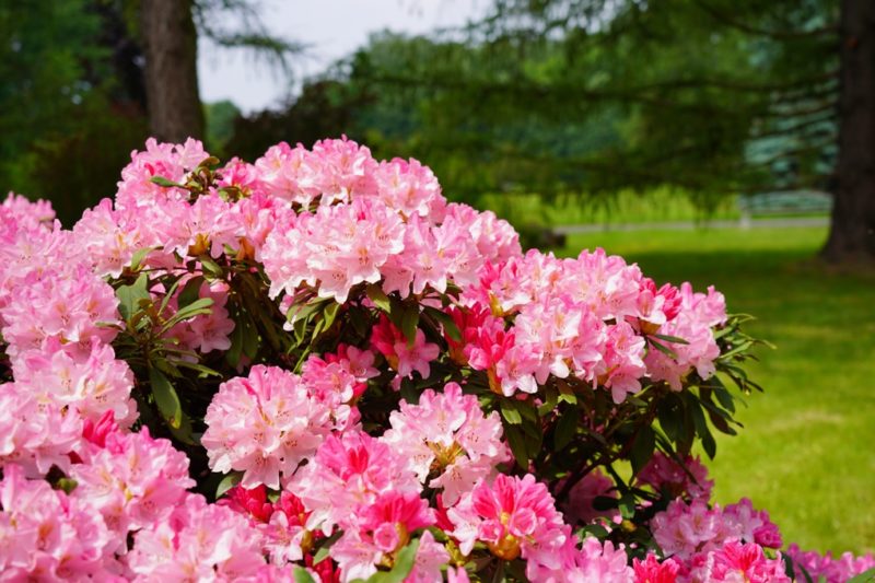 Growing In Shallow Soil? Try These 20 Plants Recommended By Master ...