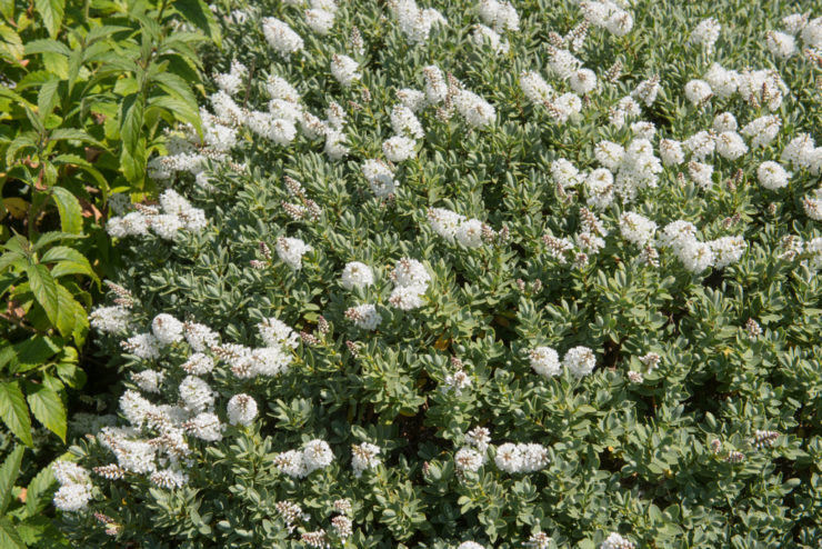 Talking Favourite Hebe Varieties With Charlie Bewley From Hic Bibi ...