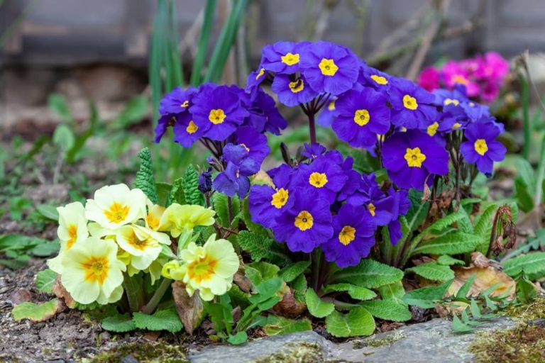 18 Primrose Varieties For An English Garden | Horticulture