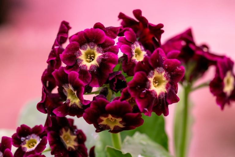 How To Grow Auriculas - Begin By Growing Border, Garden Or Alpine Types ...