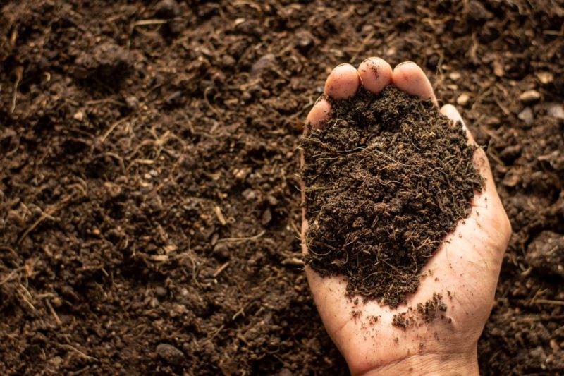 Compost vs Humus: What Are The Differences? | Horticulture