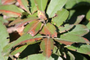 7 Problems Azalea Growers Might Encounter, Including Leaf Drop And Bud ...