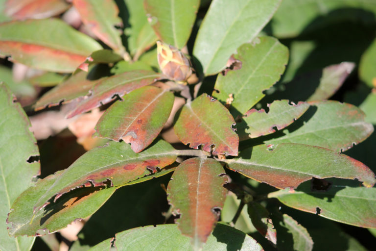 7 Problems Azalea Growers Might Encounter, Including Leaf Drop And Bud ...