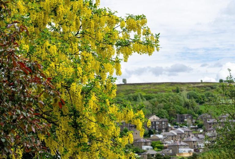 6 Interesting Laburnum Tree Varieties | Horticulture.co.uk