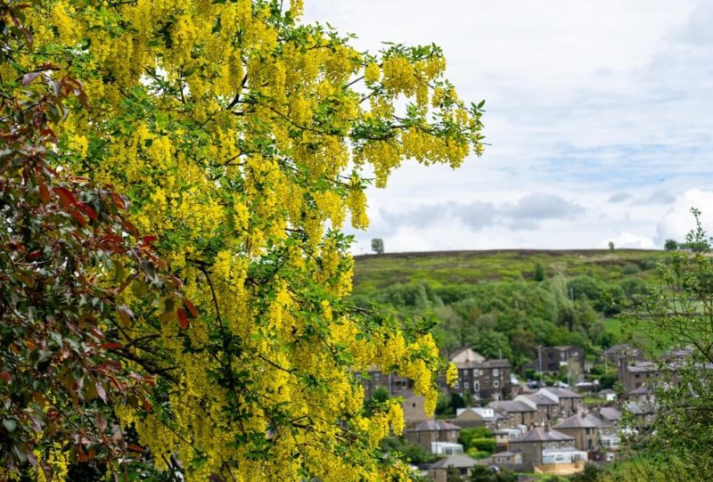 6 Interesting Laburnum Tree Varieties | Horticulture.co.uk
