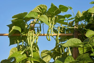 8 Ideas From Horticulturists To Support Climbing Plants As They Grow ...