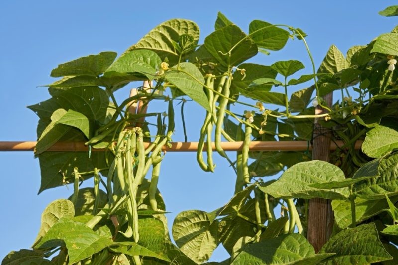 8 Ideas From Horticulturists To Support Climbing Plants As They Grow ...