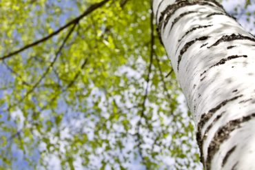 Birch Tree Care & Growing Tips | Horticulture.co.uk