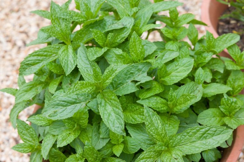Planting Mint In The Garden? Use Pots To Prevent It Spreading, Advises ...