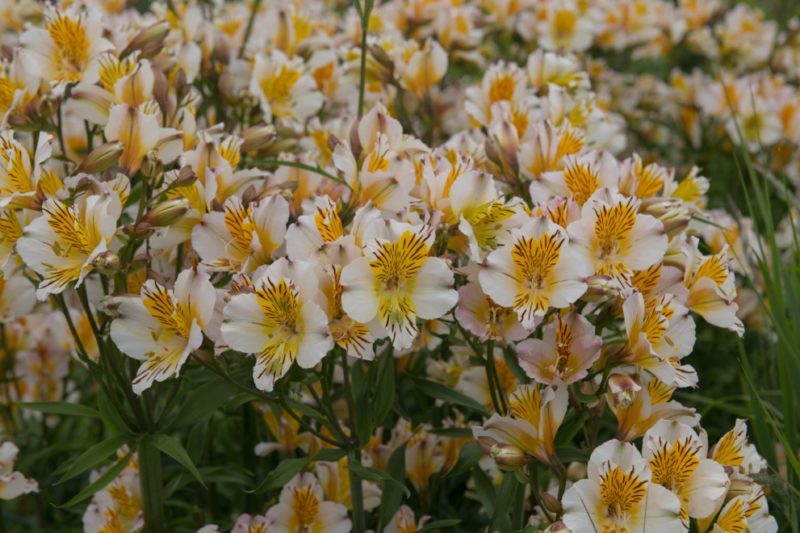 20 Best Alstroemeria Varieties To Grow | Horticulture.co.uk