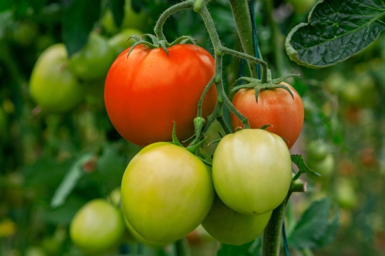 How (And When) To Harvest Tomatoes | Horticulture.co.uk