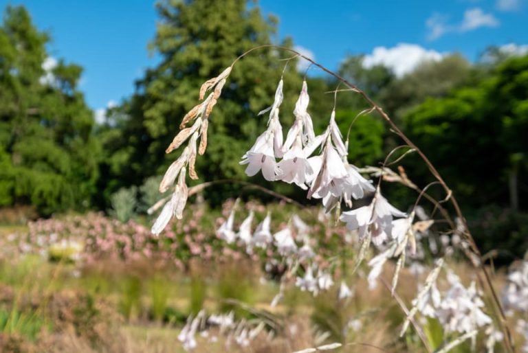 16 Sublime Dierama Varieties With Mostly Pink, White And Red Flowers ...