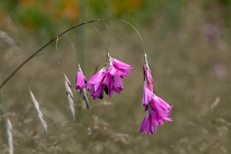 Dierama From Seed - Beware It Can Take Up To 5 Years From Sowing To ...