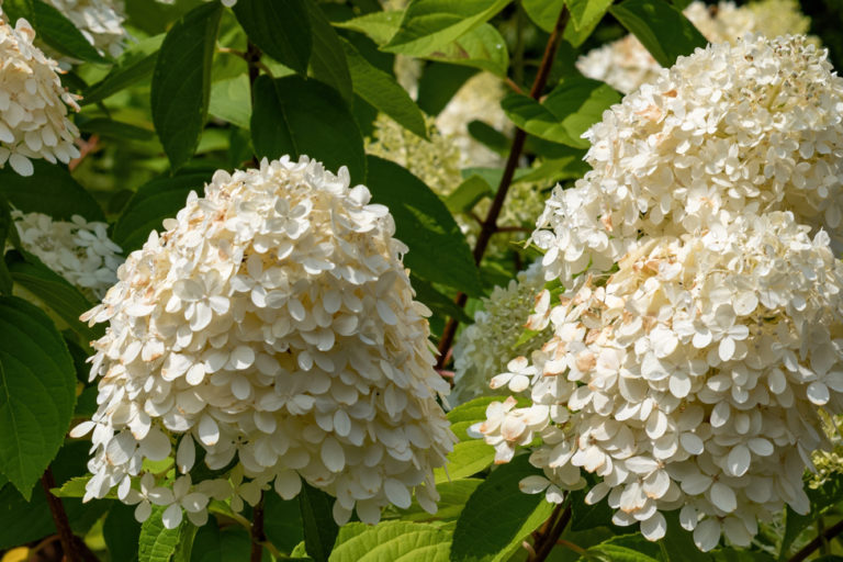 How To Plant And Grow Hydrangeas - A Sheltered Spot And Regular ...