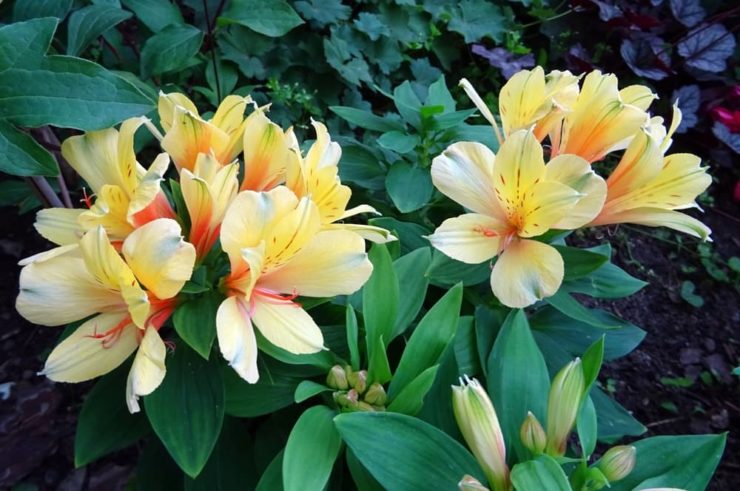This Is How Experts Grow Alstroemeria - The Perfect Statement Plant For ...