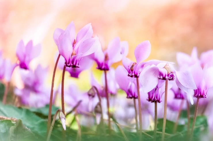 Growing Cyclamen With The Experts - These Are The Varieties And Care ...