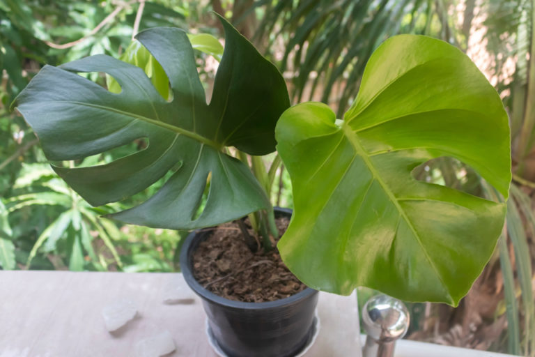 Roots Emerging From The Base Of Your Pot? Time To Repot Your Monstera ...
