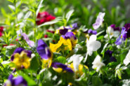 It's Easy To Grow Pansies From Seed Or Plug Plants - They're Great For ...