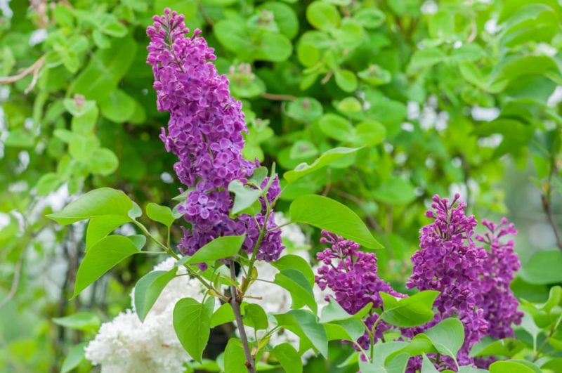Common Syringa Types And Where To Grow Them, With David Gressley (Lilac ...