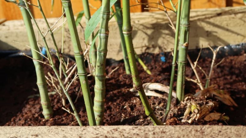 12 Bamboo Varieties To Grow In The UK | Horticulture