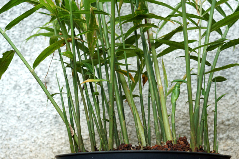 Why Getting Your Ginger Root To Sprout Before Planting Works Wonders ...