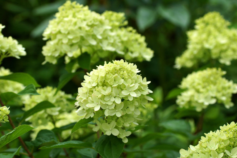 5 Must-Grow Dwarf Hydrangea Cultivars For A Narrow Border Or Garden Bed ...