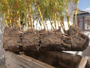 12 Bamboo Varieties To Grow In The UK | Horticulture