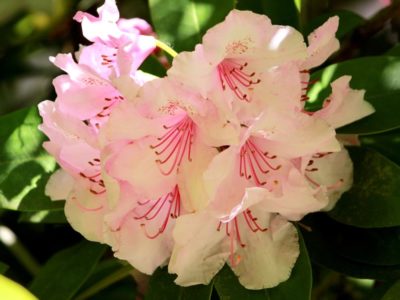 Azalea vs Rhododendron - What Is The Difference?