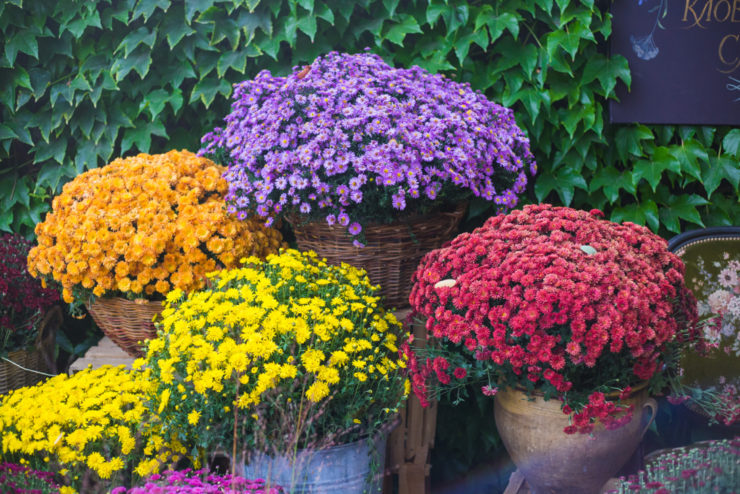 Asters Look Great When Grown In Terracotta Or Glazed Pots - Here's How ...