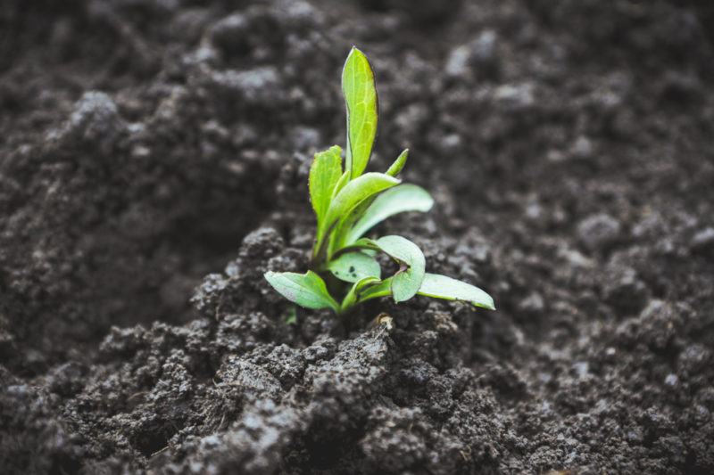 Phlox Can Be Propagated At Any Time Of Year - Just Follow One Of These ...