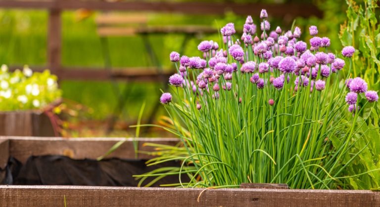Growing In Shallow Soil? Try These 20 Plants Recommended By Master ...