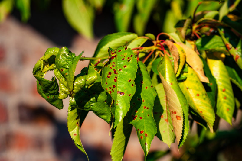 7 Problems Azalea Growers Might Encounter, Including Leaf Drop And Bud ...