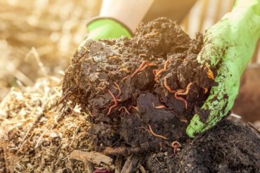 Compost vs Humus: What Are The Differences? | Horticulture
