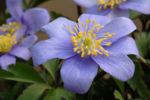 20 Bulbs With Beautiful Blue Flowers | Horticulture.co.uk