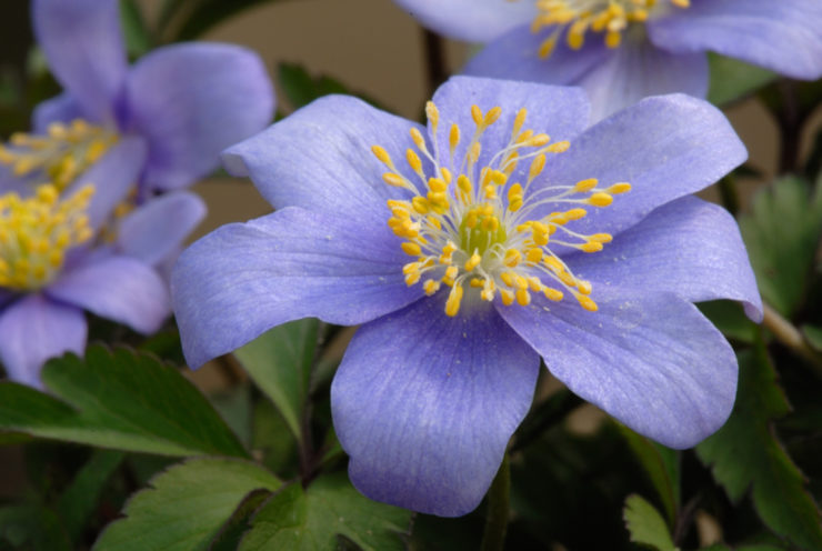 20 Bulbs With Beautiful Blue Flowers | Horticulture.co.uk