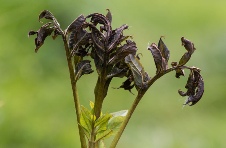 How To Identify & Deal With Ash Dieback | Horticulture.co.uk