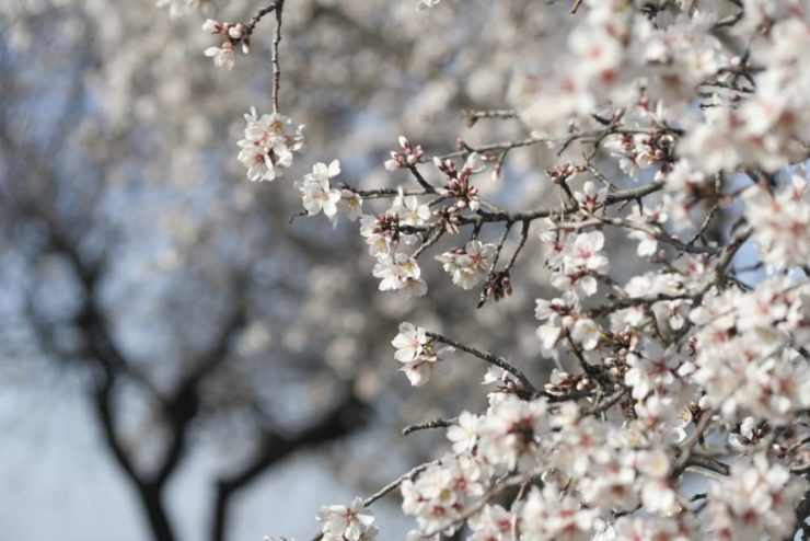 These Noteworthy Almond Tree Types Produce Lovely Blossom And A Robust ...
