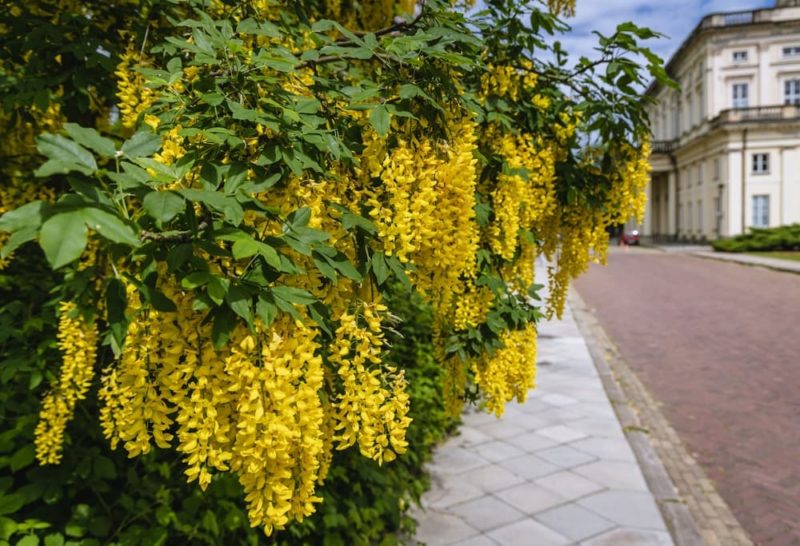 6 Interesting Laburnum Tree Varieties | Horticulture.co.uk